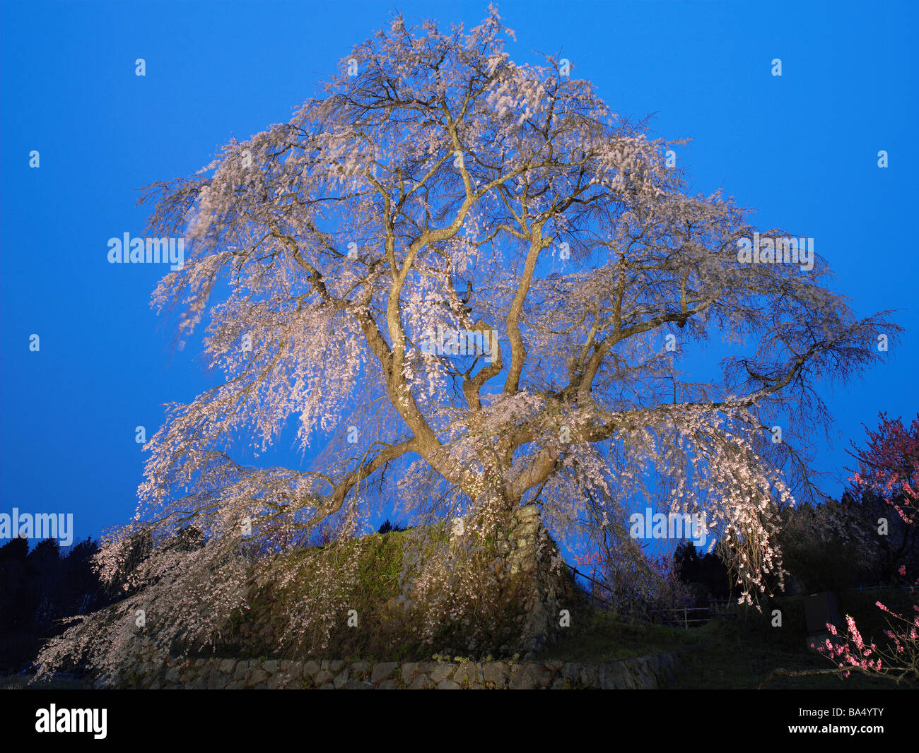Cherry Blossom Tree in Spring Stock Photo - Alamy