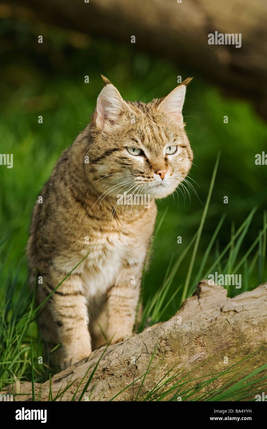 Asian steppe wildcat hi-res stock photography and images - Alamy