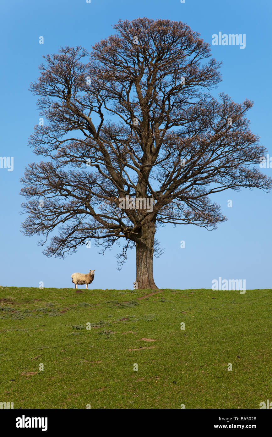 Sheep and Tree Stock Photo - Alamy