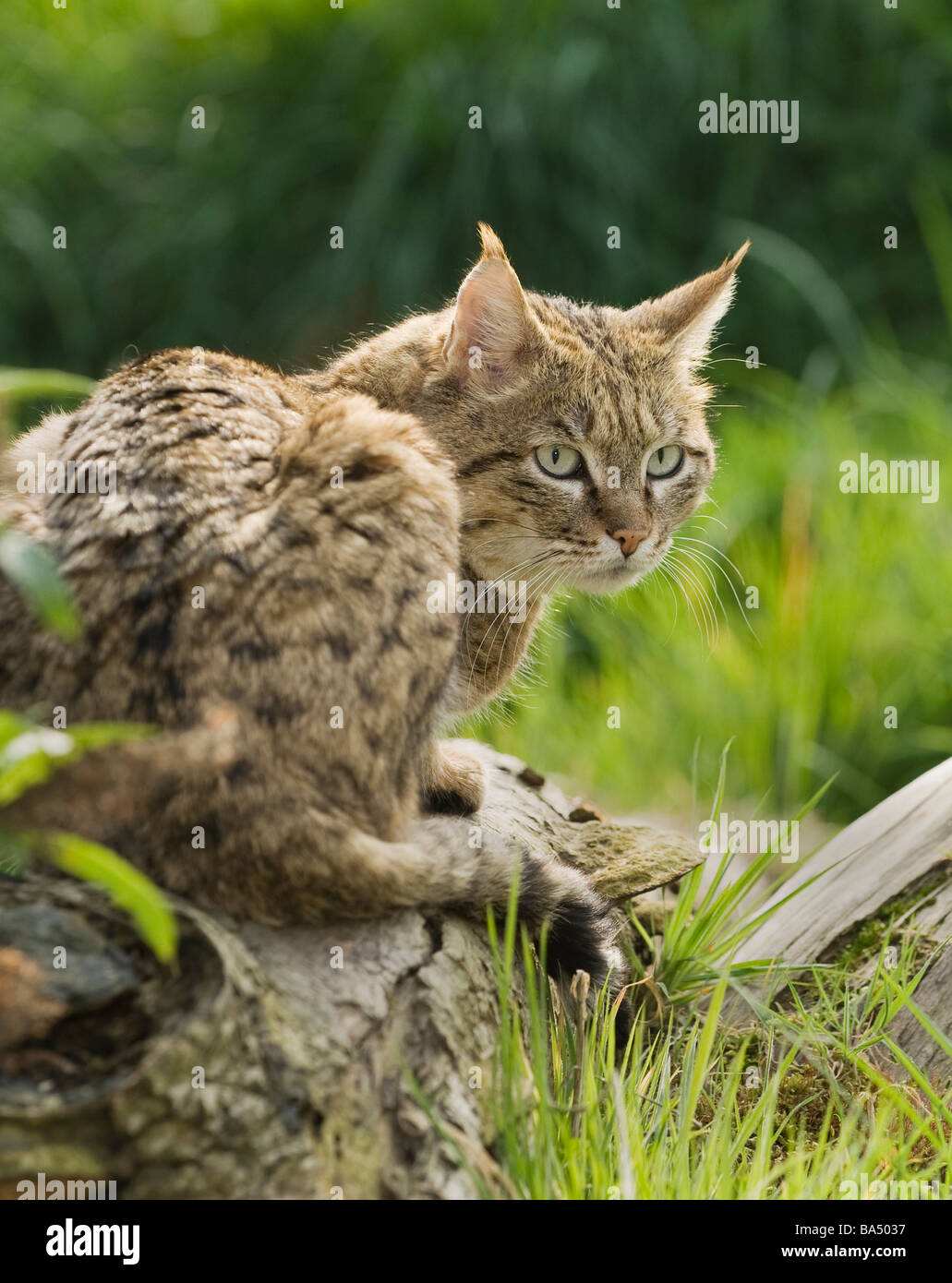 Male Asian wildcat or Indian desert cat ( Felis silvestris ornata), N W ...
