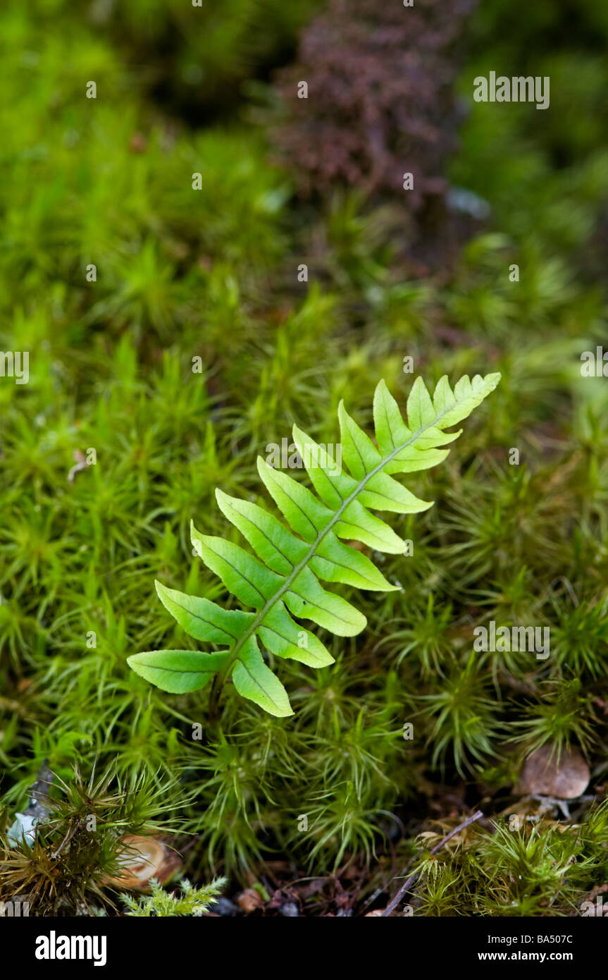 Polypody Fern: Polypodium vulgare. On Oak tree Stock Photo - Alamy
