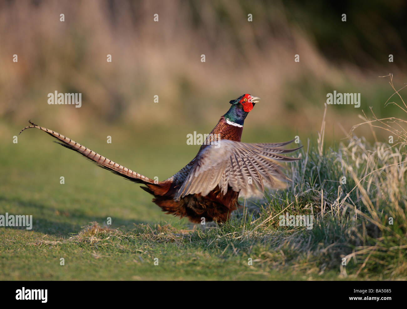 Pheasant display hi-res stock photography and images - Alamy