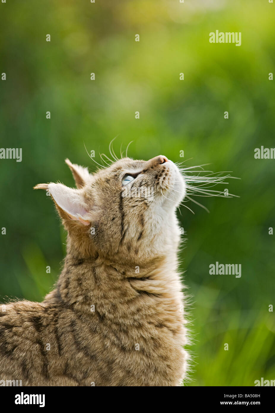 Male Asian wildcat or Indian desert cat ( Felis silvestris ornata), N W ...