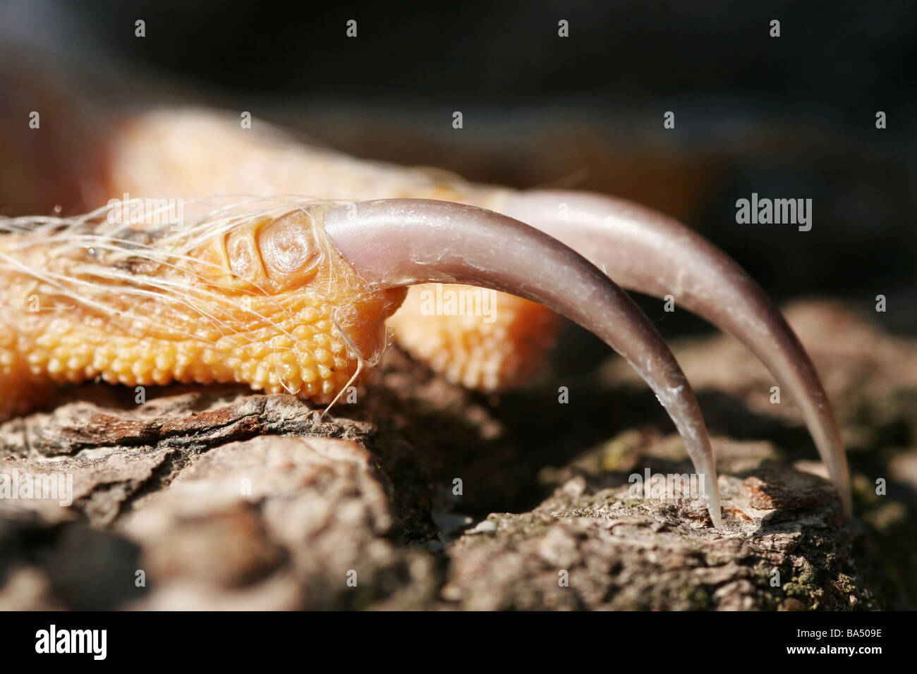 owl talon close up Stock Photo - Alamy