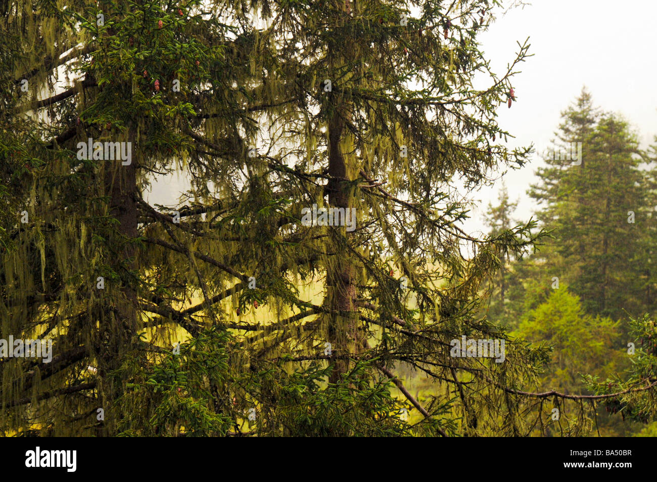 China Yunnan province Trees on the banks of The Yangzi River Stock ...