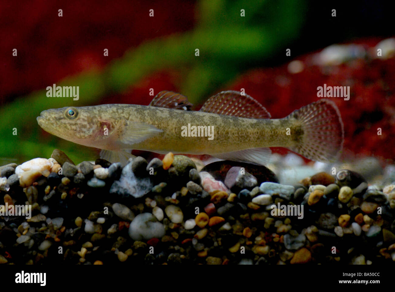 Spotted Goby Underwater Stock Photo - Alamy