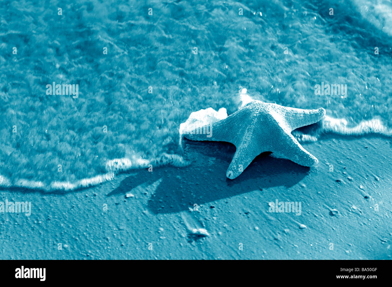 Star fish on the Beach Stock Photo - Alamy