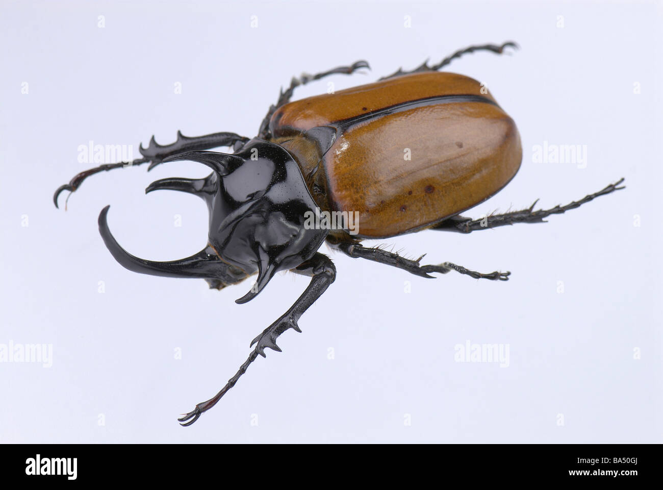 5-Horned Rhinoceros Beetle Stock Photo - Alamy