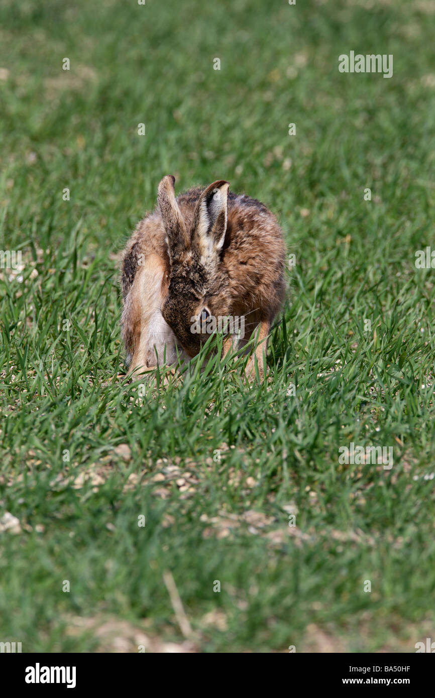 Hare Droppings High Resolution Stock Photography and Images - Alamy