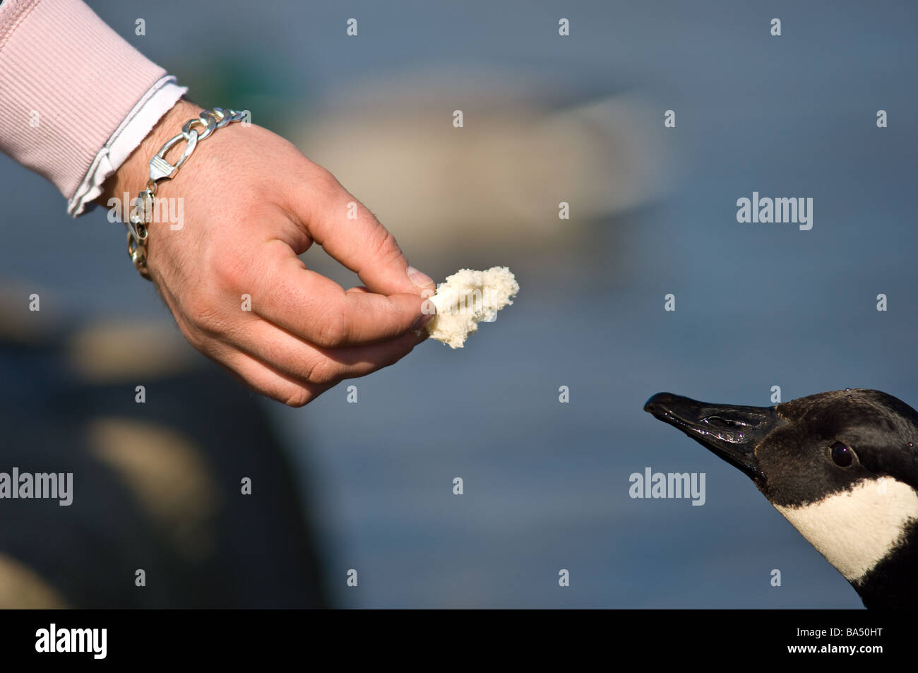 Goose with bread hi-res stock photography and images - Alamy