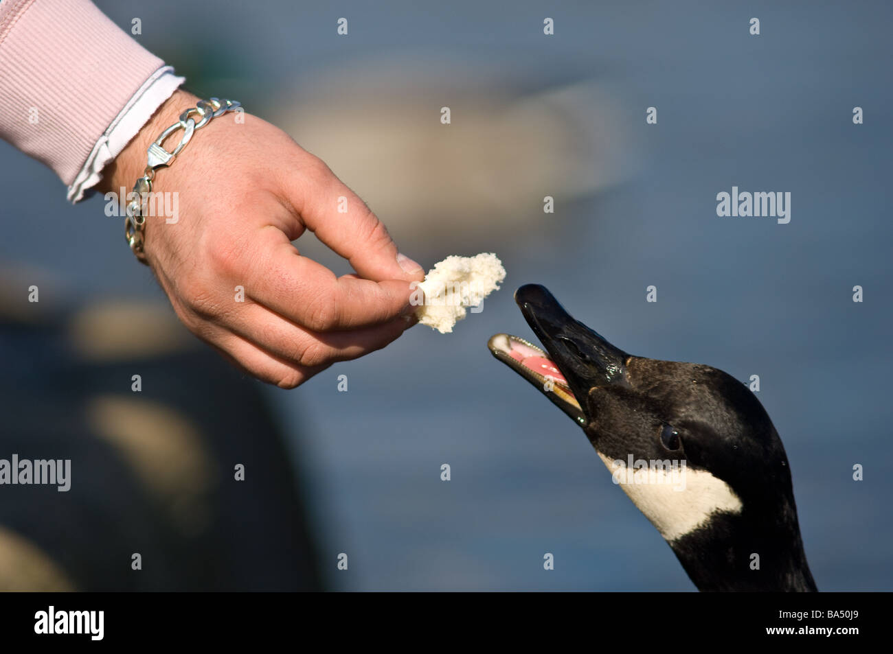 Man feeding a goose hi-res stock photography and images - Alamy