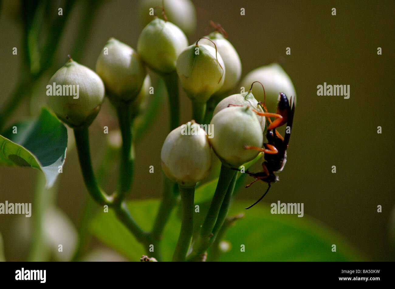 Tropical, wild, and perennial flowers showing assorted colors Stock ...