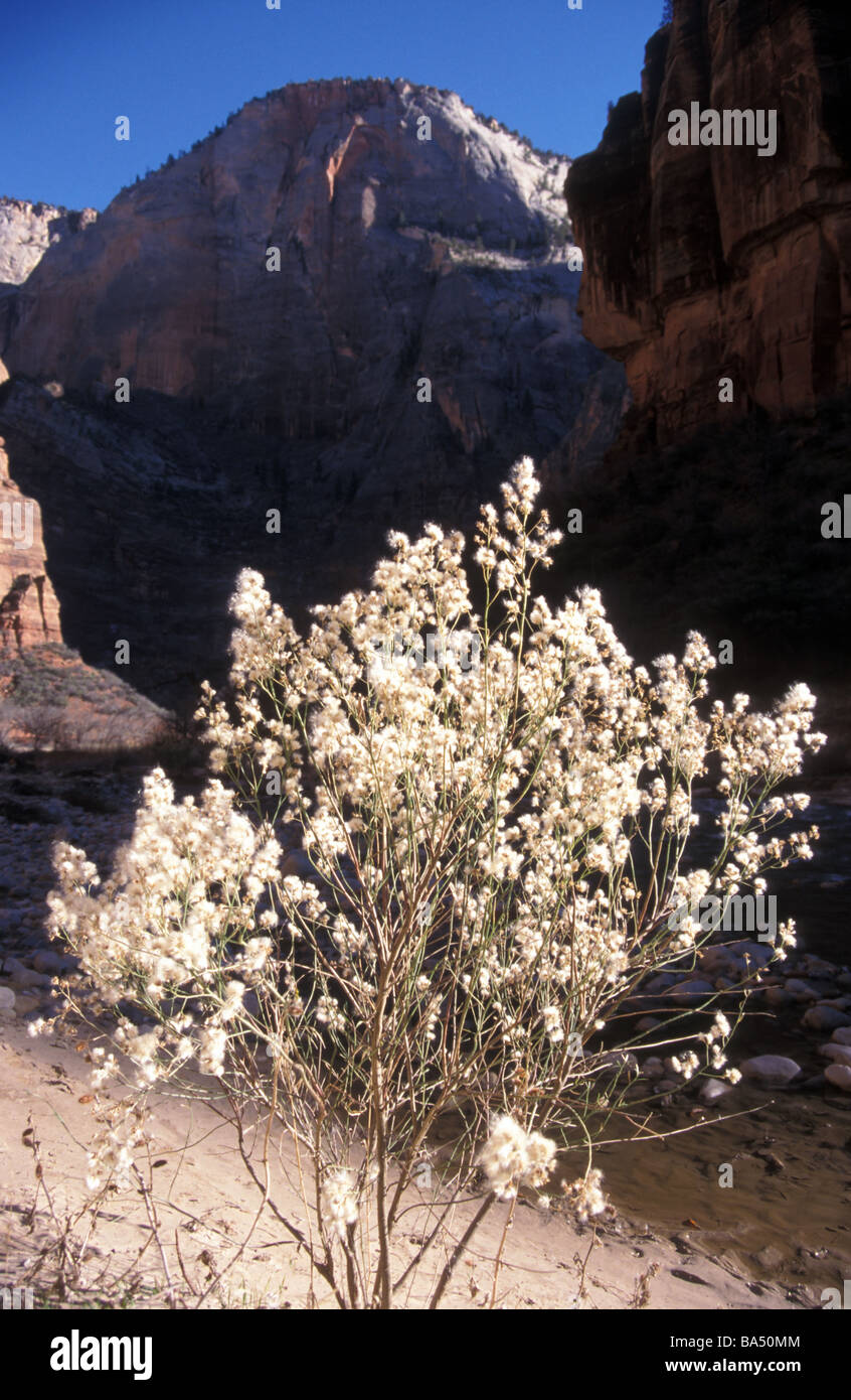 Zion national park blue skies hi-res stock photography and images - Alamy
