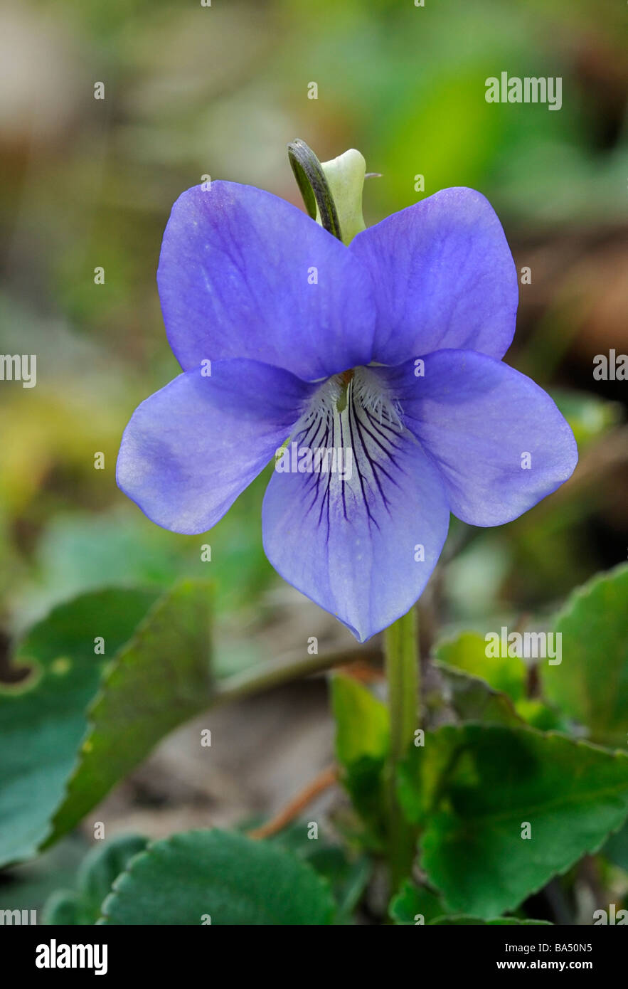 Common Dog violet Viola riviniana Close up of single flower Stock Photo ...