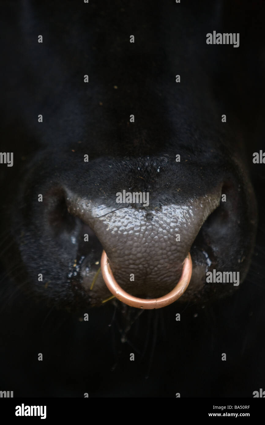 Angus bull hi-res stock photography and images - Alamy