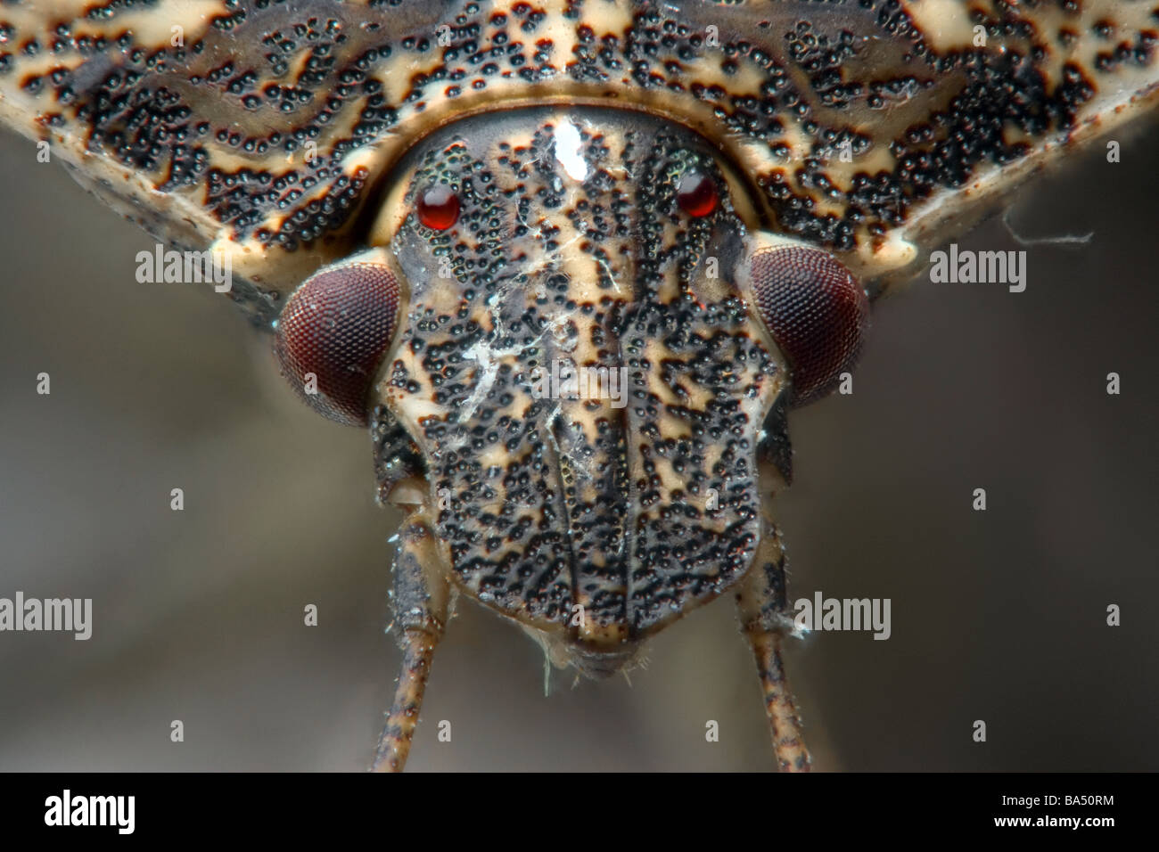 Brown marmorated stinkbug (Halyomorpha halys) portrait Stock Photo - Alamy