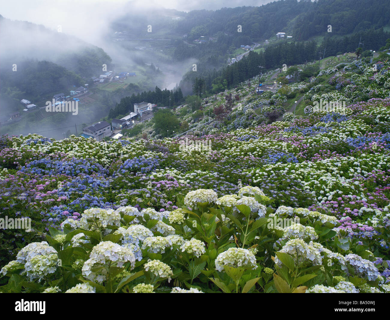 Hydrangea Flowers Blooming in Summer Stock Photo - Alamy