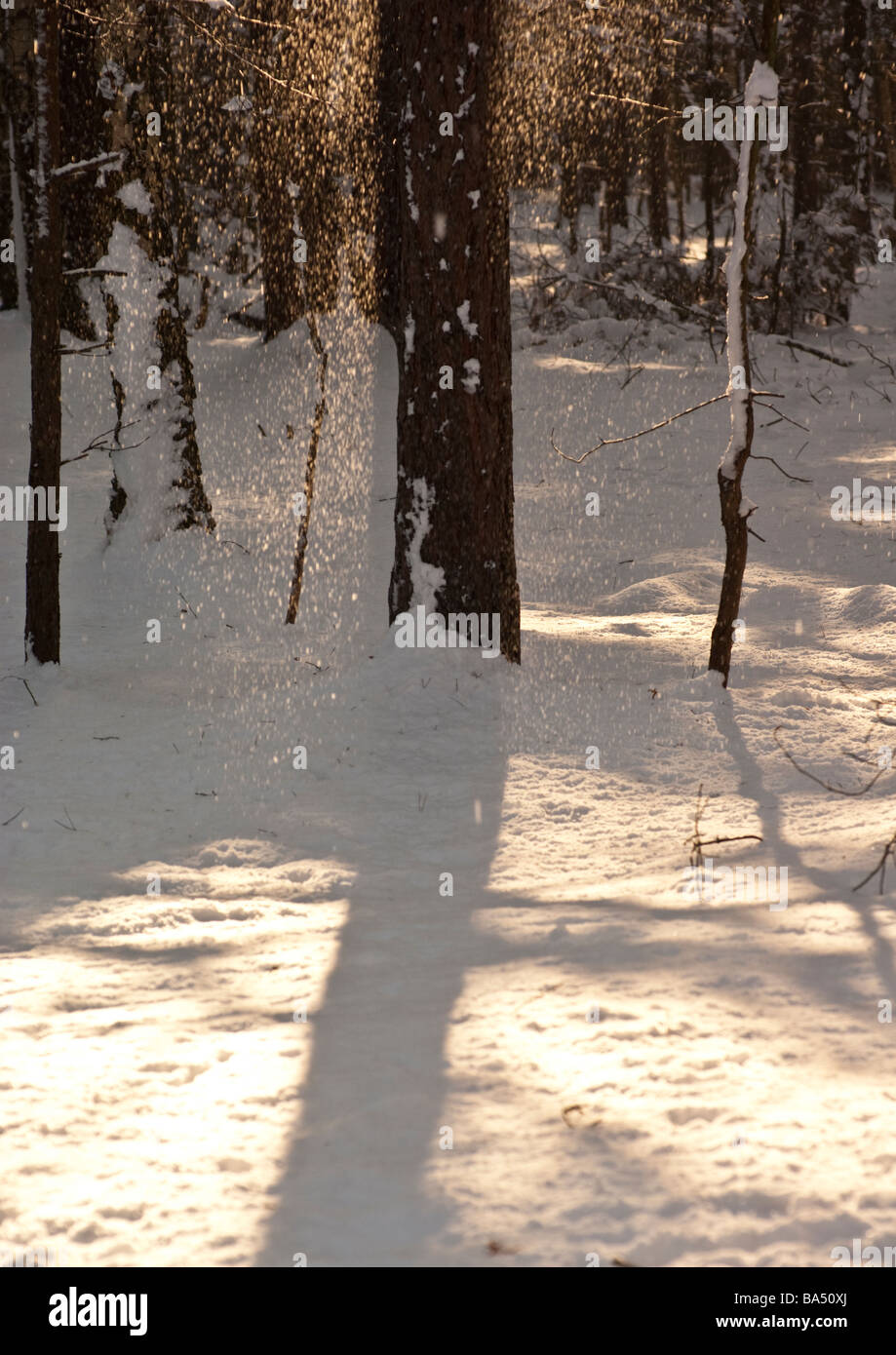 Snow falling from trees reflected in the golden late afternoon light ...