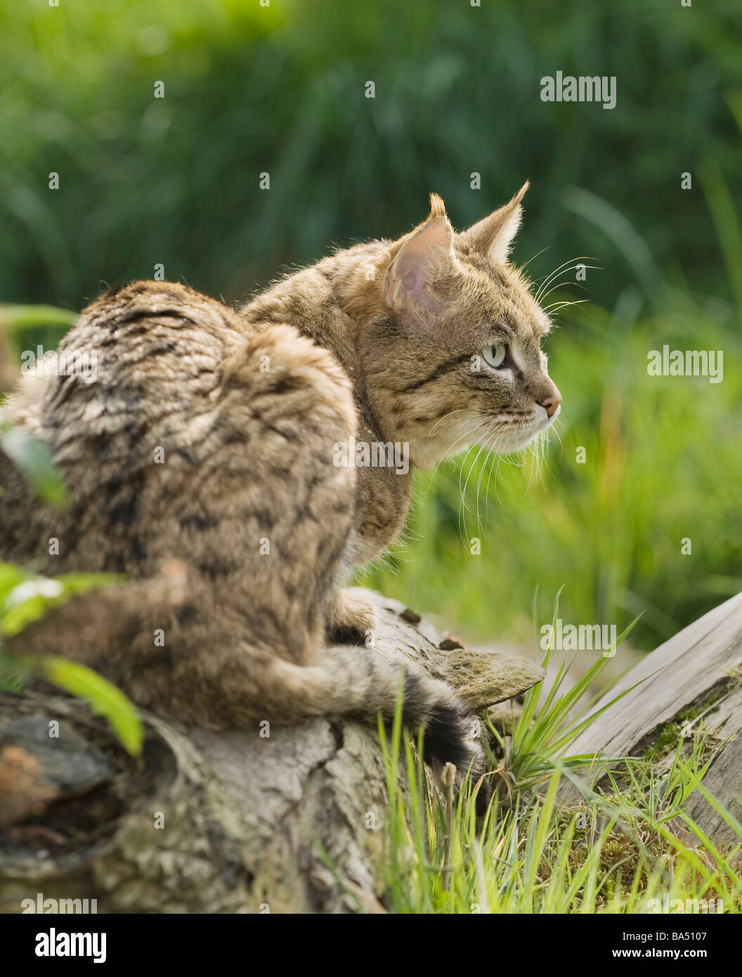 Asian steppe wildcat hi-res stock photography and images - Alamy