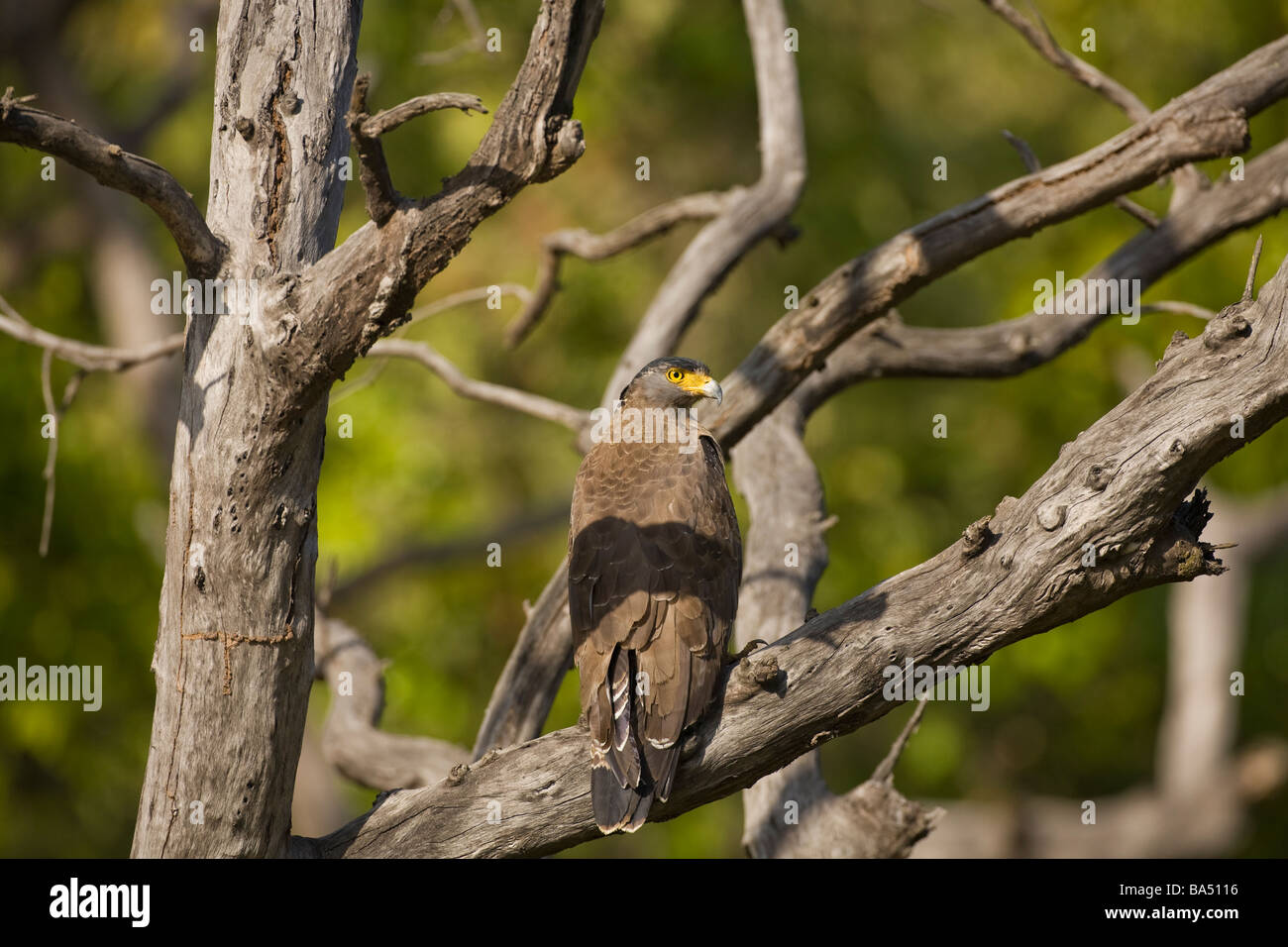 Crested Serpent Eagle Spilornis Cheela perching in tree Bandhavgarh ...