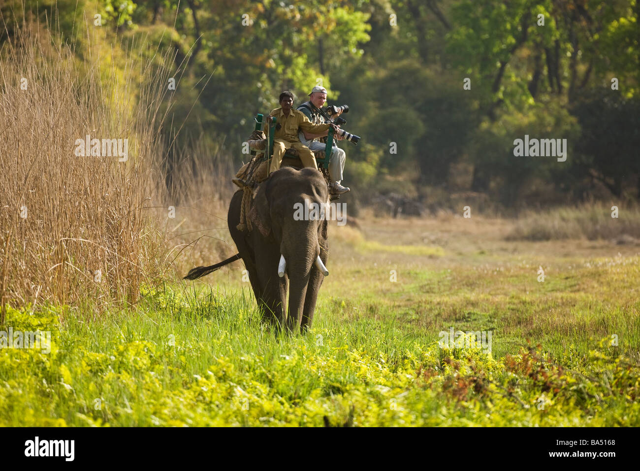 Tourists with telephoto lenses ride on elephant to track tigers in ...