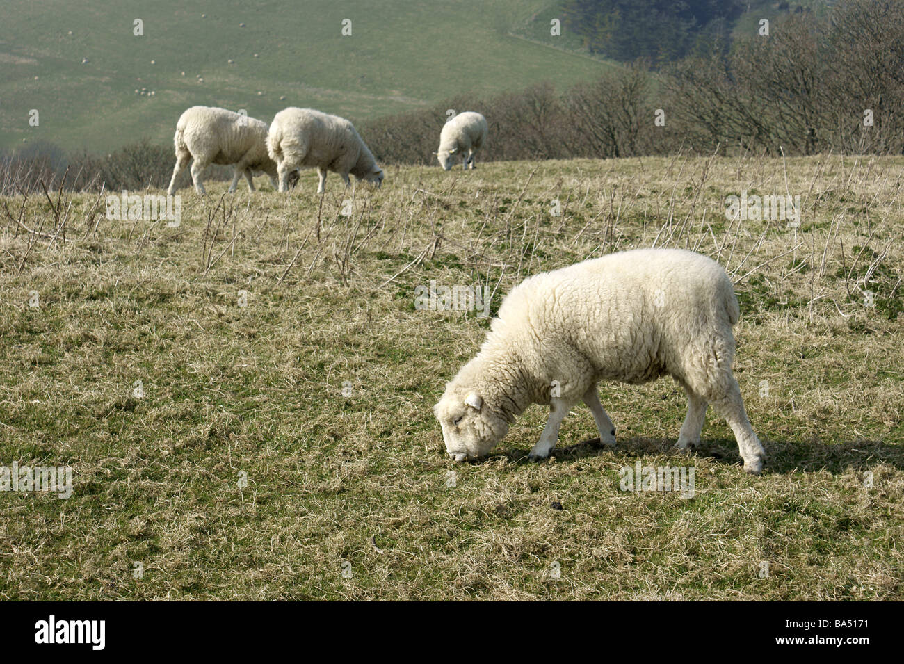Sheep grazing hill farming hi-res stock photography and images - Alamy