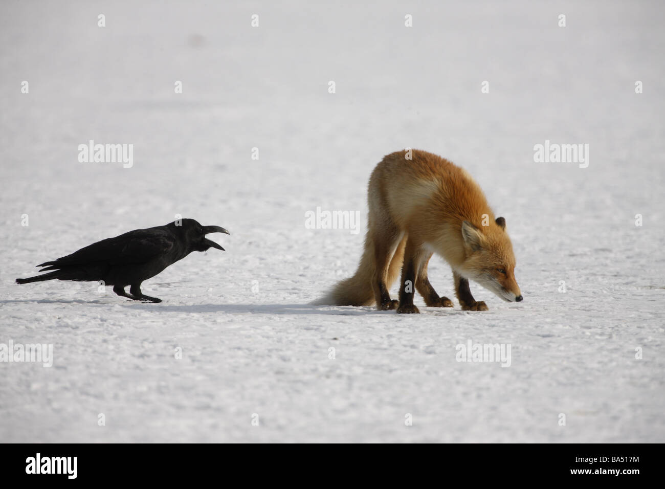 Fox and crow hi-res stock photography and images - Alamy