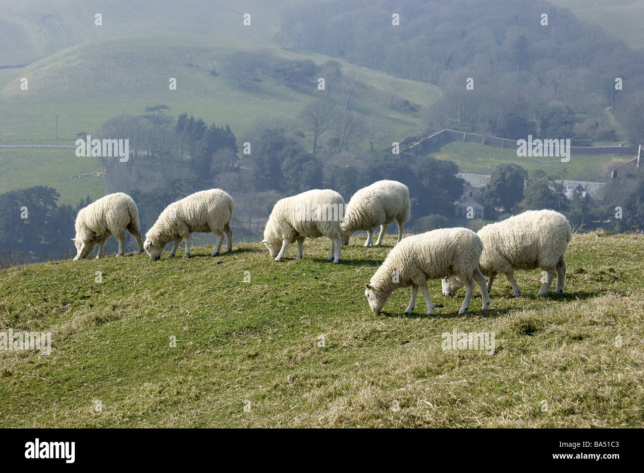 Flock of sheep grazing on Dorset hillside England Stock Photo - Alamy