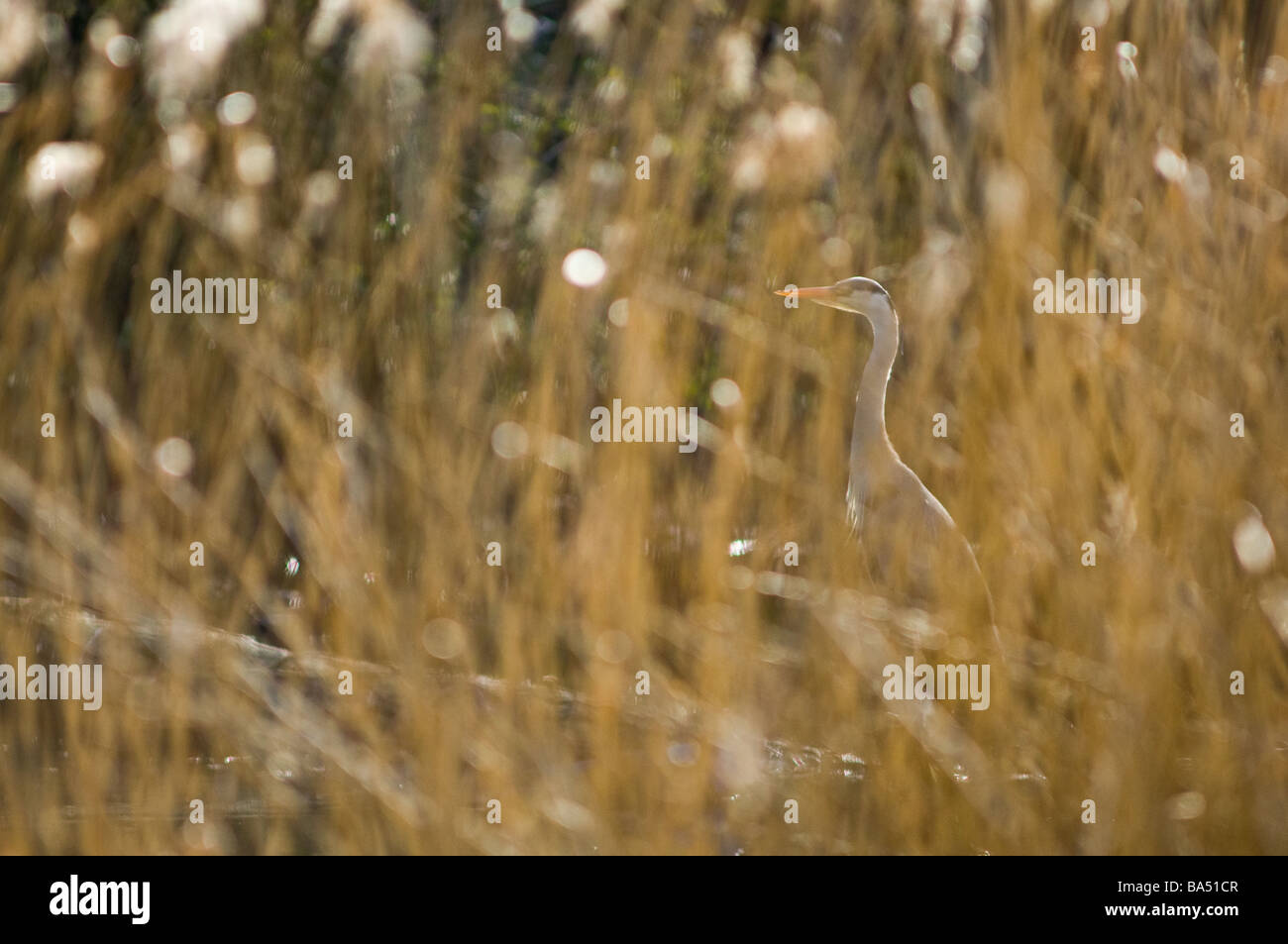 Adult Grey Heron concealed in reeds waiting for a fish to come by Stock ...