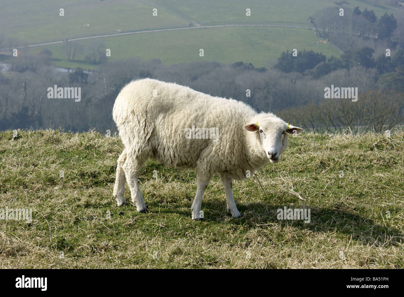 Sheep, Ovis aires, grazing in field, Dorset England Stock Photo - Alamy