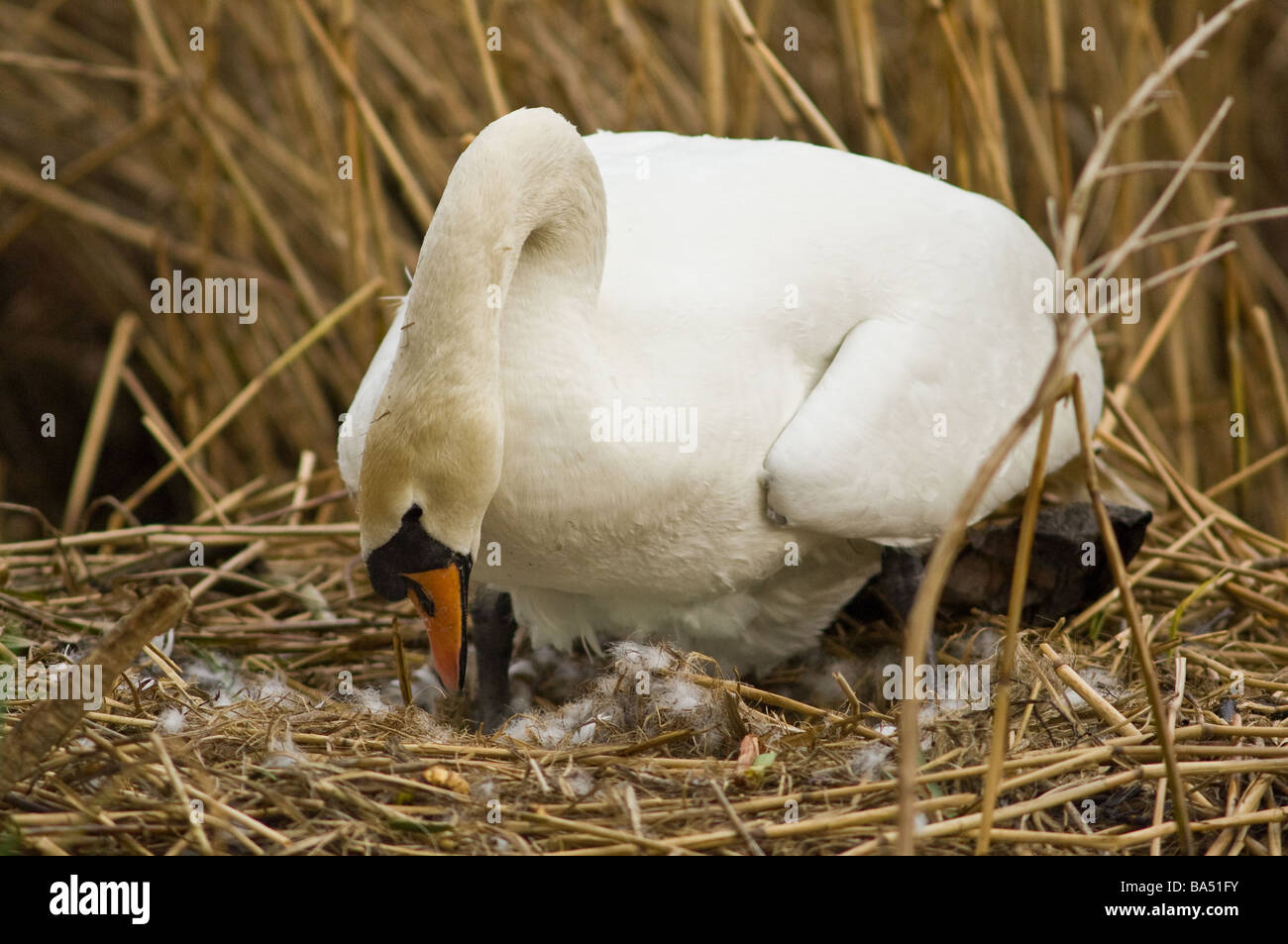 Female swan guarding and incubating her eggs Stock Photo - Alamy
