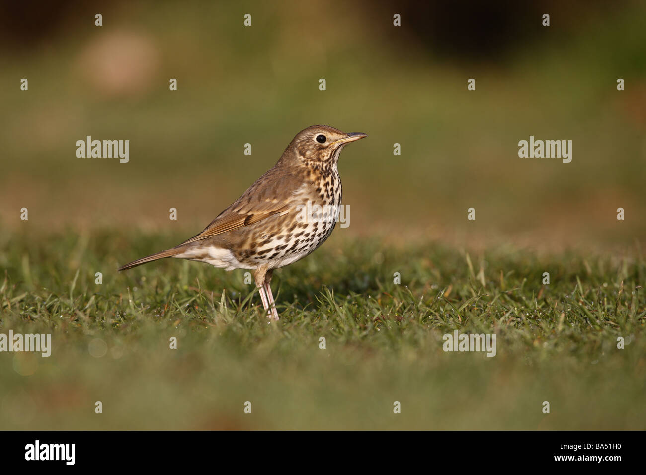 Thrush with worms hi-res stock photography and images - Alamy