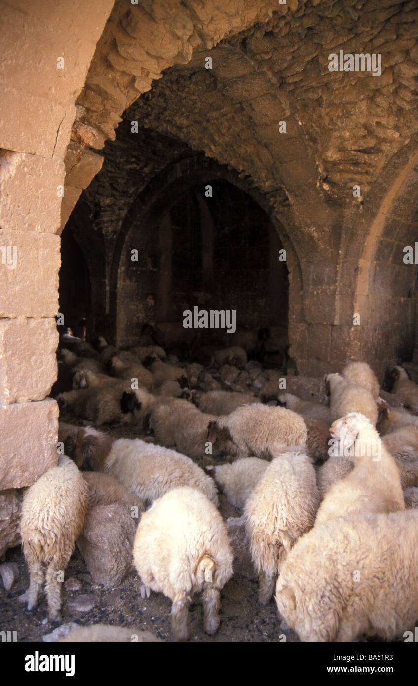 Han el Ba'rur caravansarai sheep inside near Harran Turkey Stock Photo ...