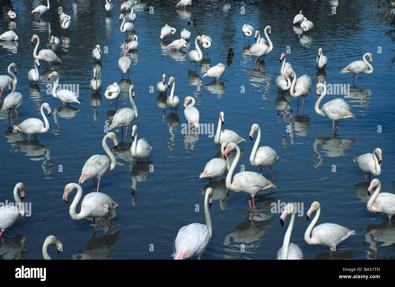 Flock of Greater Flamingos, Phoenicopterus ruber, in the Camargue ...