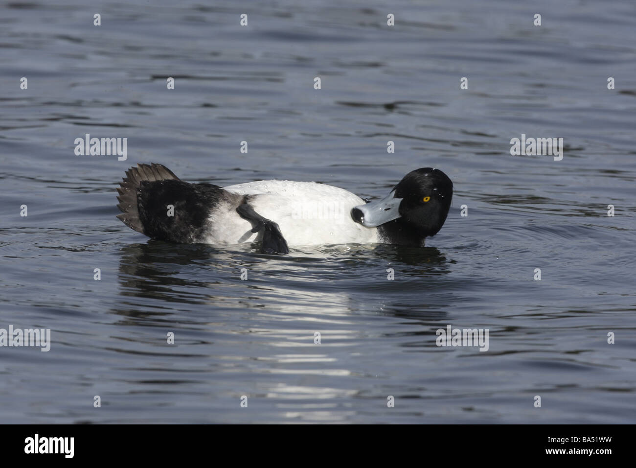 Male tufted duck uk hi-res stock photography and images - Alamy