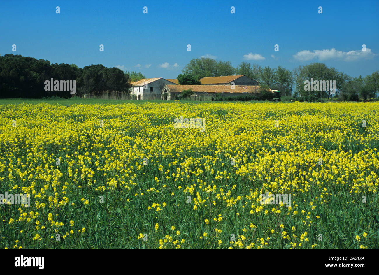 French Camargue Farmhouse & Field of Colza or Rape Seed, Camargue ...