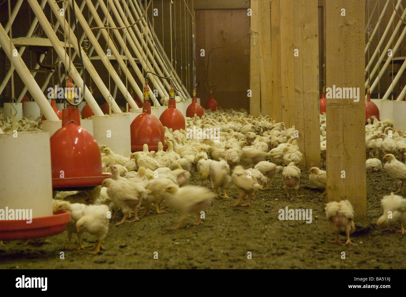 Chicken farm wales united kingdom hi-res stock photography and images ...