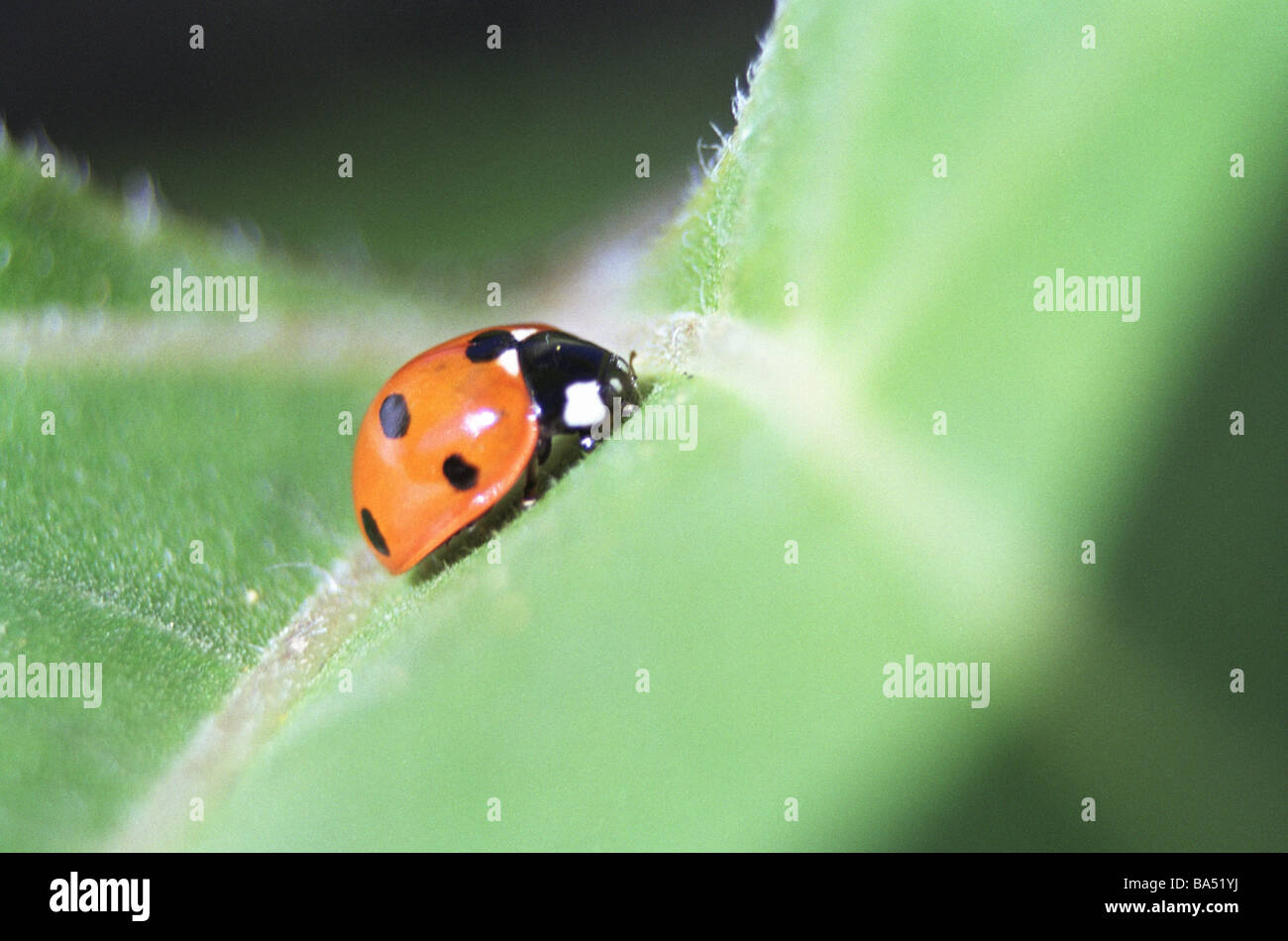 Red ladybird on sunflower leaf Stock Photo - Alamy