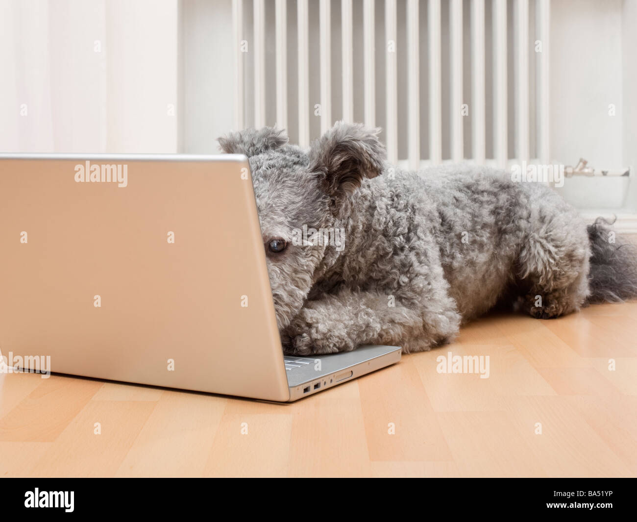 Gray dog with a laptop on a floor Stock Photo - Alamy