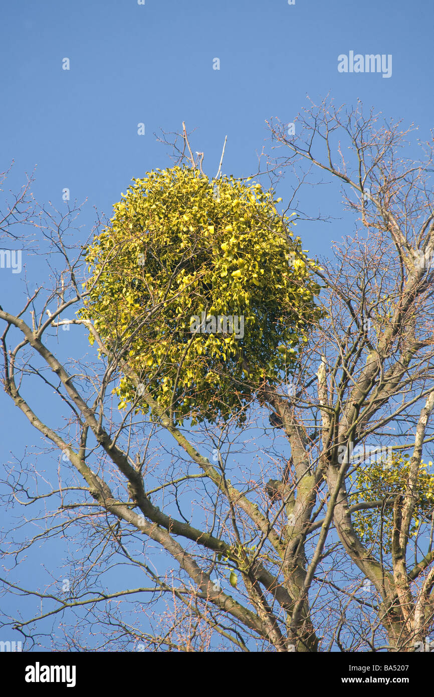 Mistletoe Growing In The Top Of A Tree Stock Photo - Alamy