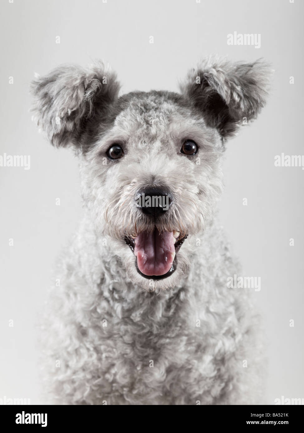 Portrait of a gray dog Stock Photo - Alamy