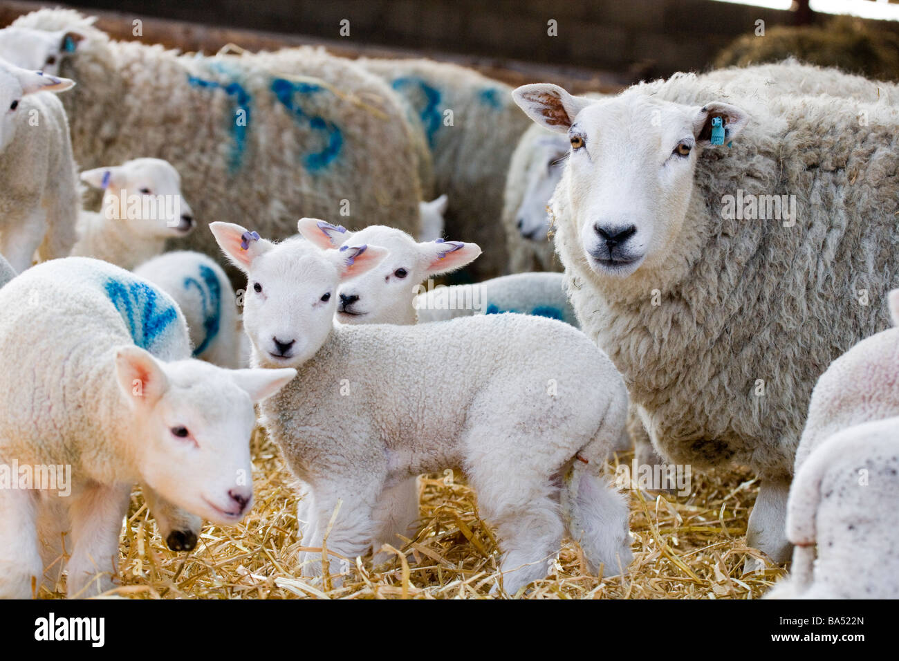 Lambing time in spring North Yorkshire UK England Stock Photo - Alamy