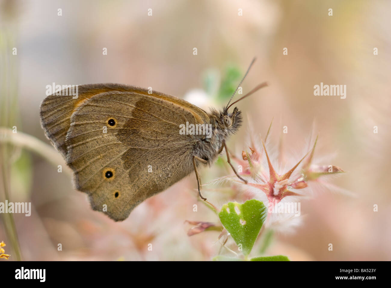 Aegean Meadow Brown Maniola telmessia Stock Photo - Alamy