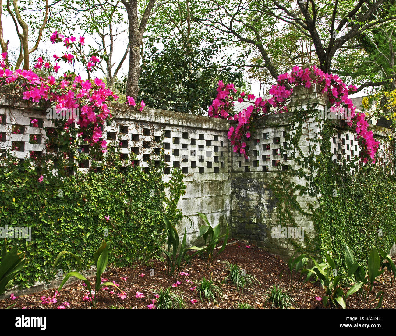 garden wall of brick with red flowers azalea azaleas and greenery on ...