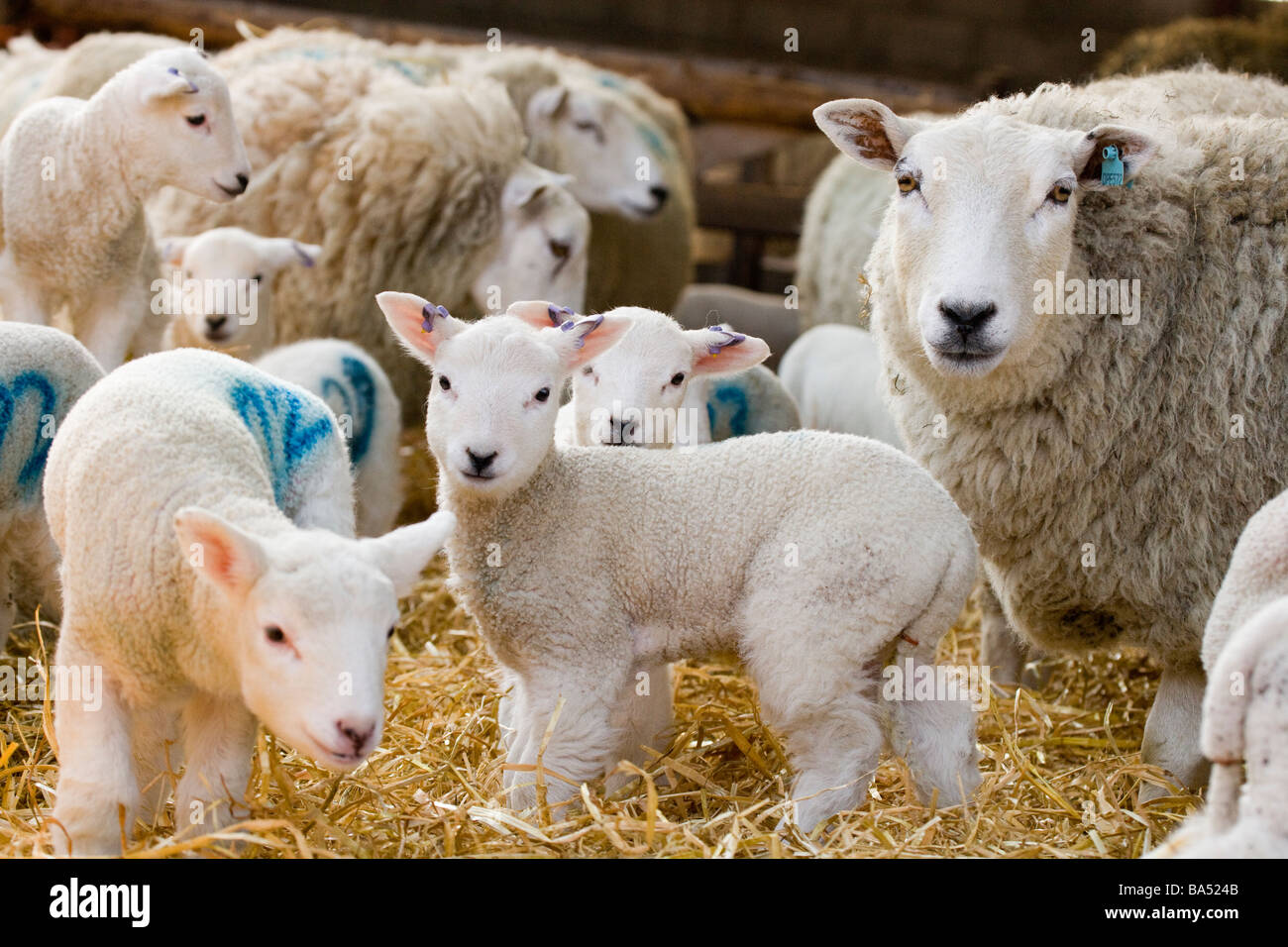 Lambing time in spring North Yorkshire UK England Stock Photo - Alamy
