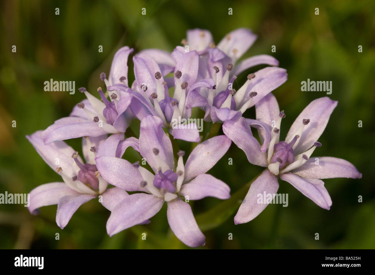 Spring squill Scilla verna Pembrokeshire Wales UK Europe Stock Photo ...