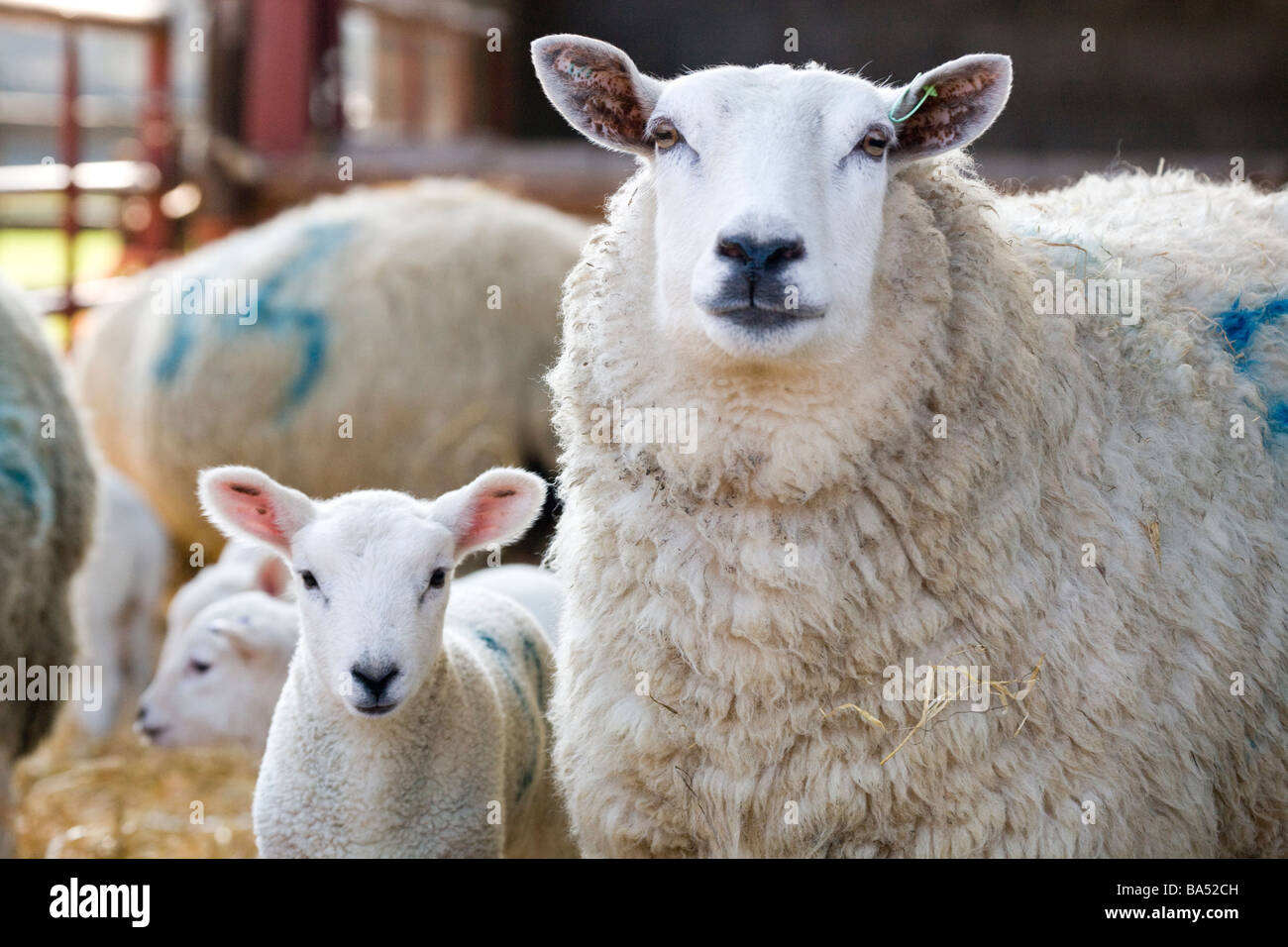 Lambing time in spring North Yorkshire UK England Stock Photo - Alamy