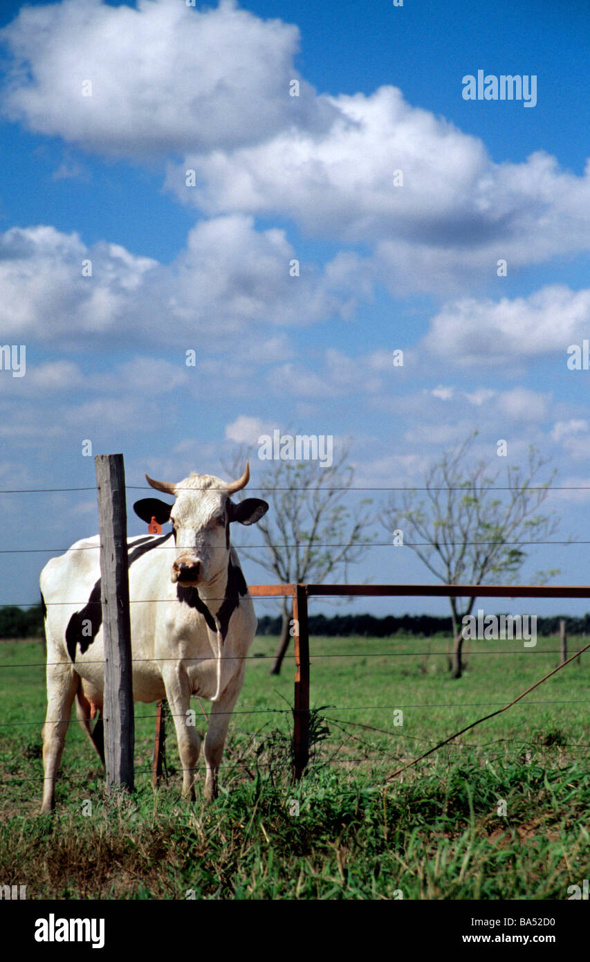 Cow grazing in the Mennonite settlement of Colonia 18, Santa Cruz de la ...