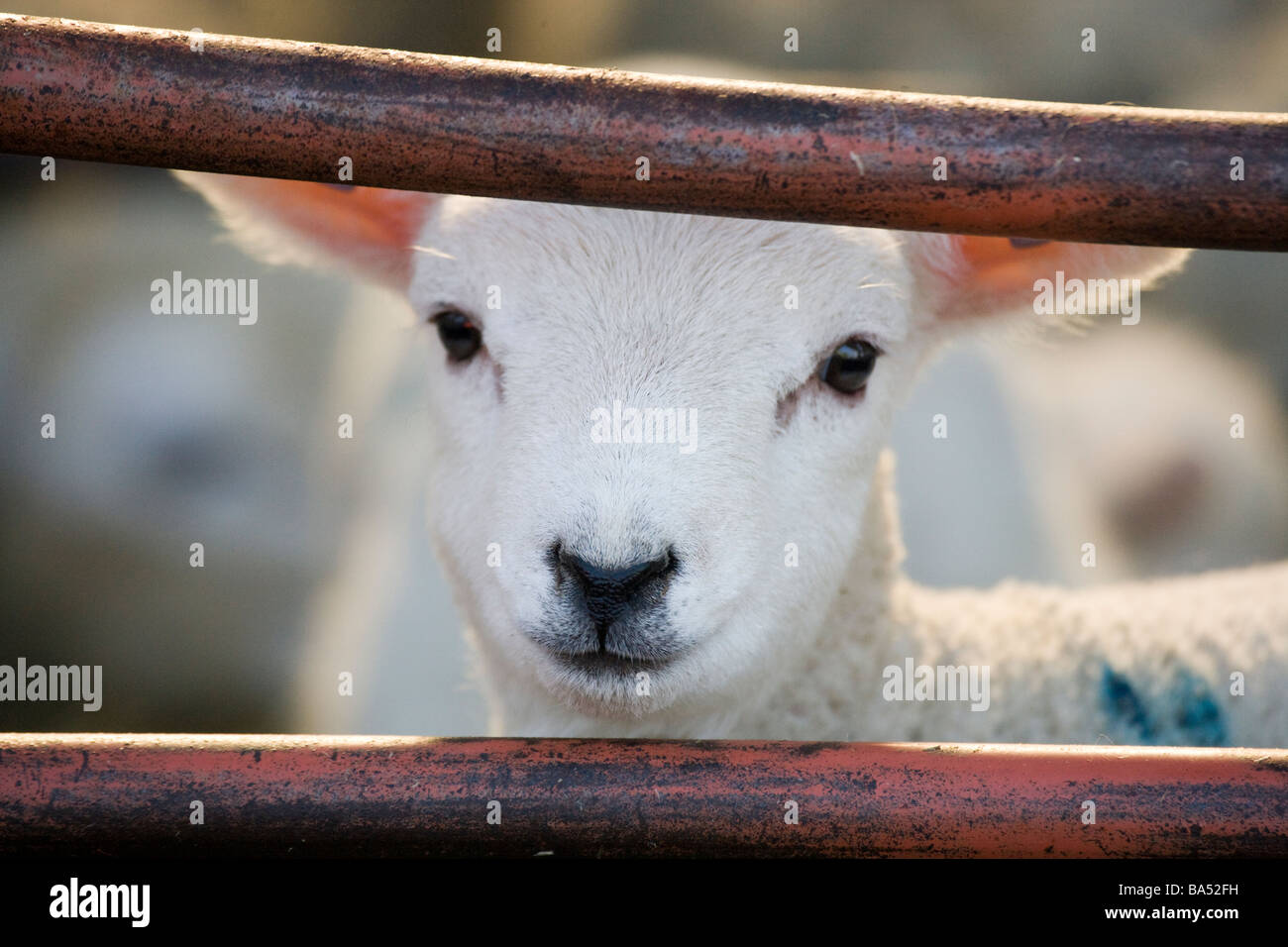 Lambing time in spring North Yorkshire UK England Stock Photo - Alamy