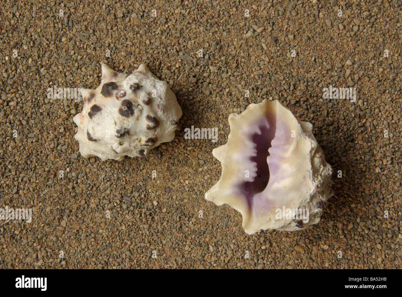 Drupa hi-res stock photography and images - Alamy